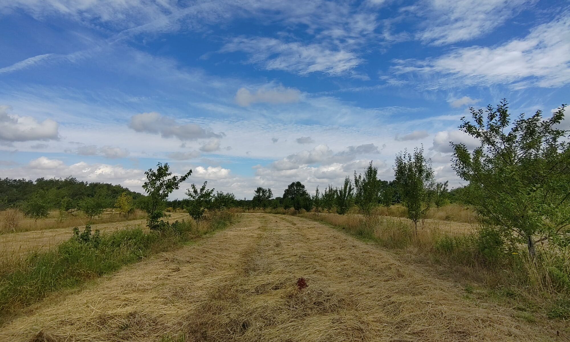 - Agroforestry Design